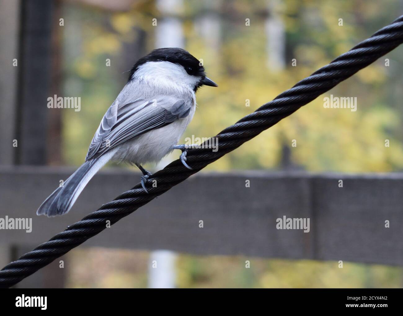 Marsh Tit Sitting on Wire Rope in Arshan, Russia Stock Photo - Alamy