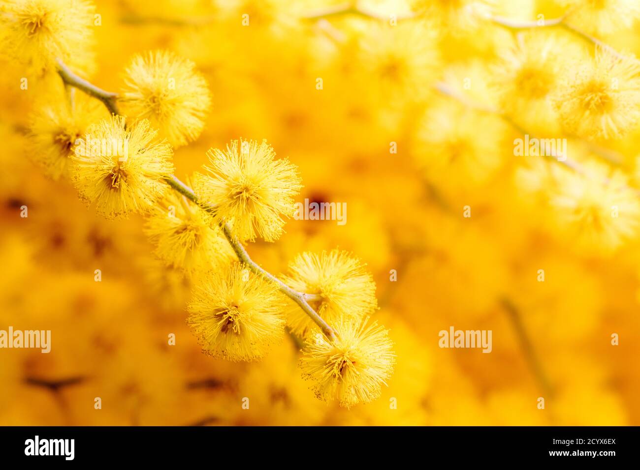 Mimosa bloom hi-res stock photography and images - Alamy
