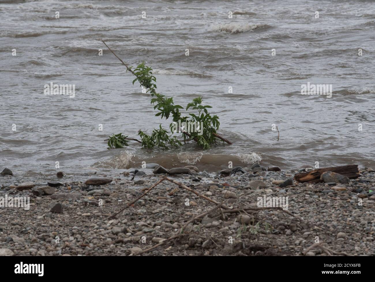 a river with high water after heavy rainfall, natural disaster Stock ...