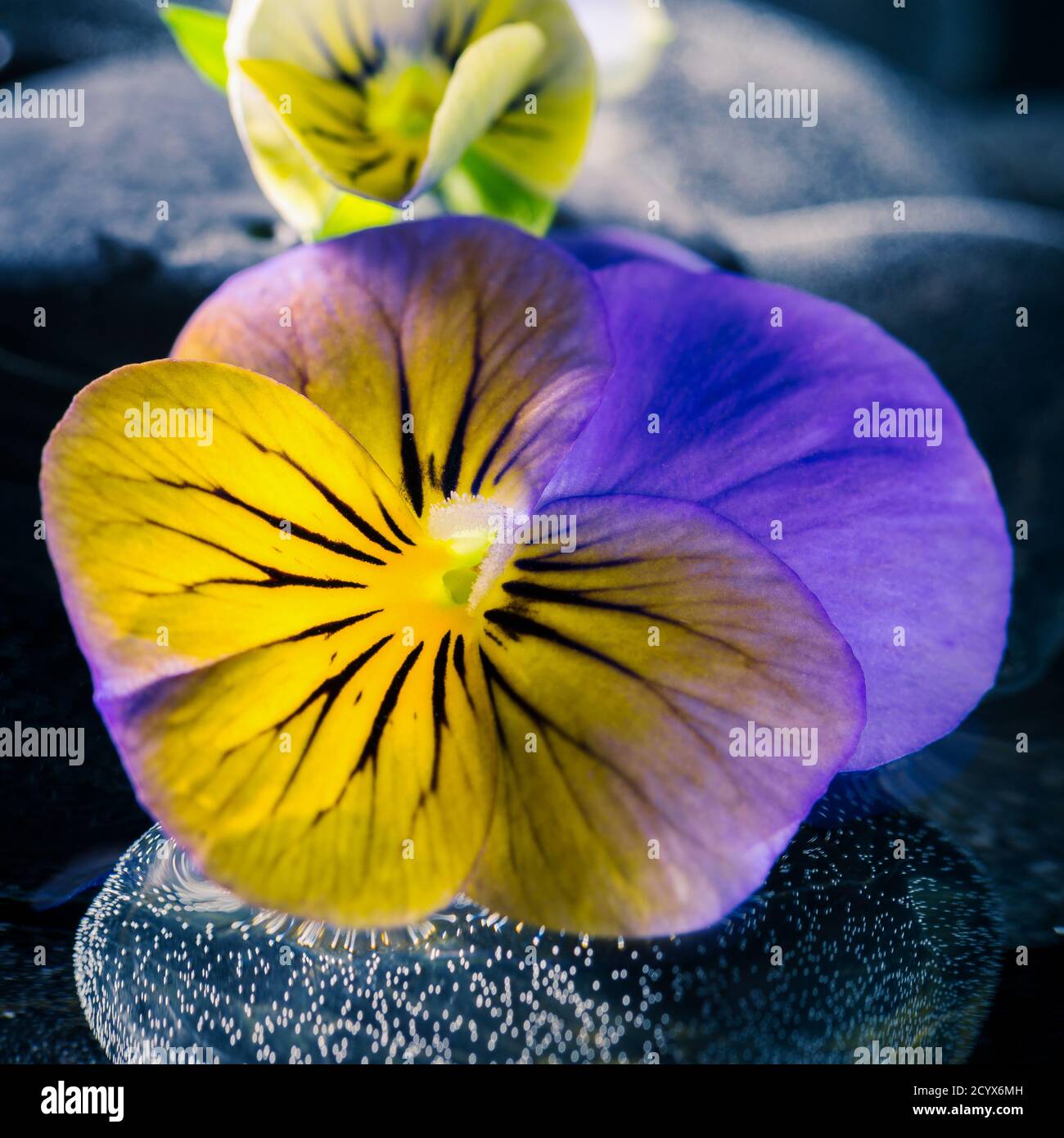 Colored violet hi-res stock photography and images - Alamy