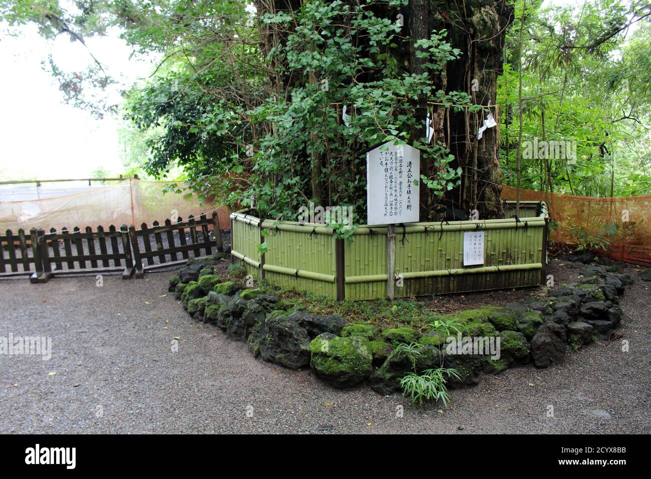 Holy tree with shimenawa at Kato Jinja Shrine around Kumamoto Castle ...