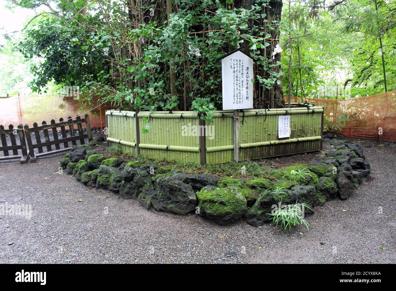 Holy tree with shimenawa at Kato Jinja Shrine around Kumamoto Castle ...