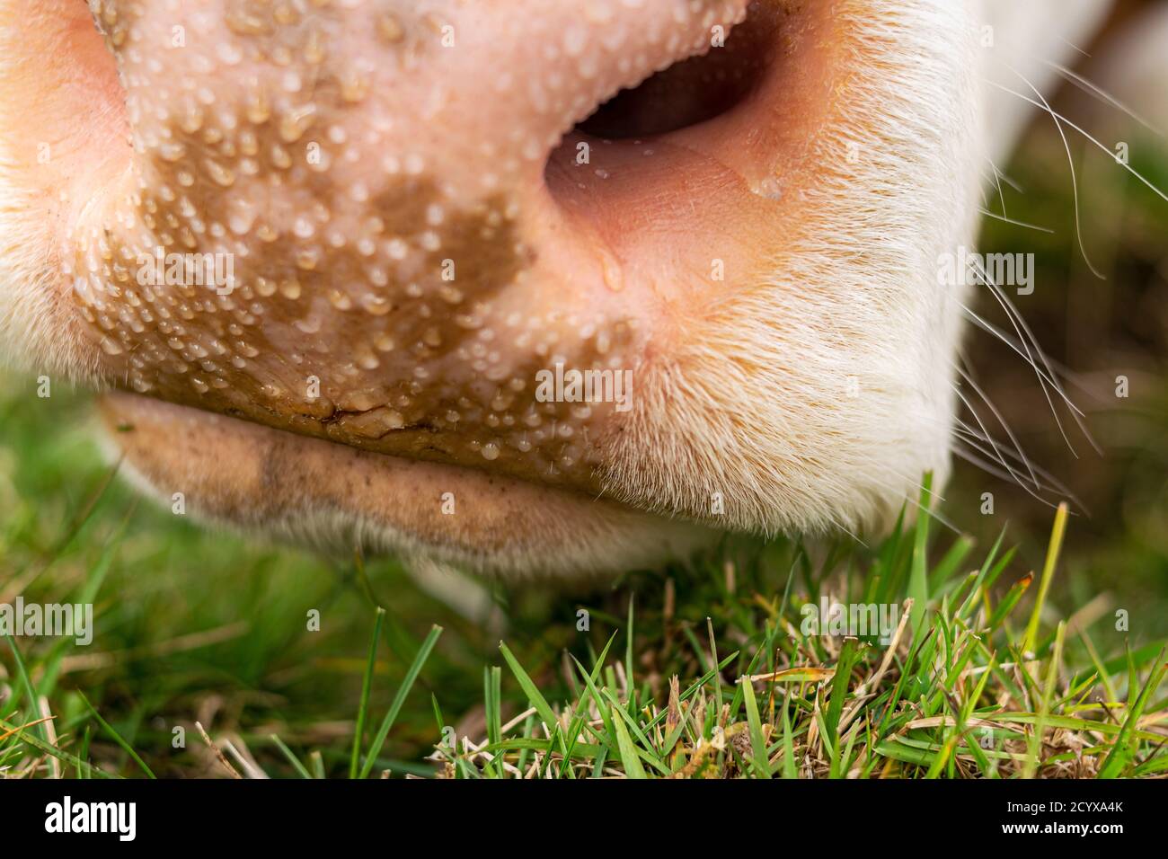 Nasal pits hi-res stock photography and images - Alamy