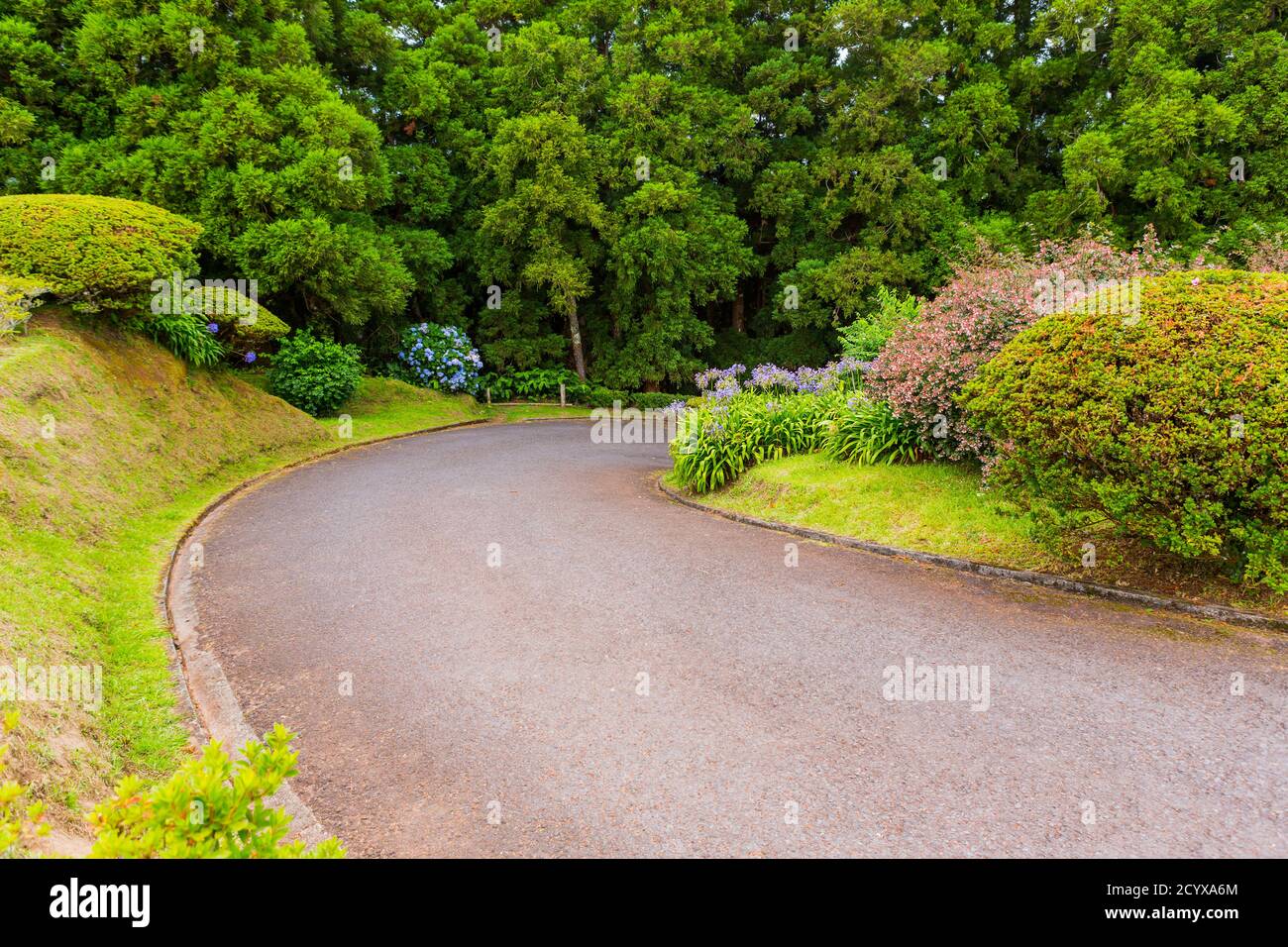 Path in Azorean forest with blue hydrangea flowers and rich green ...