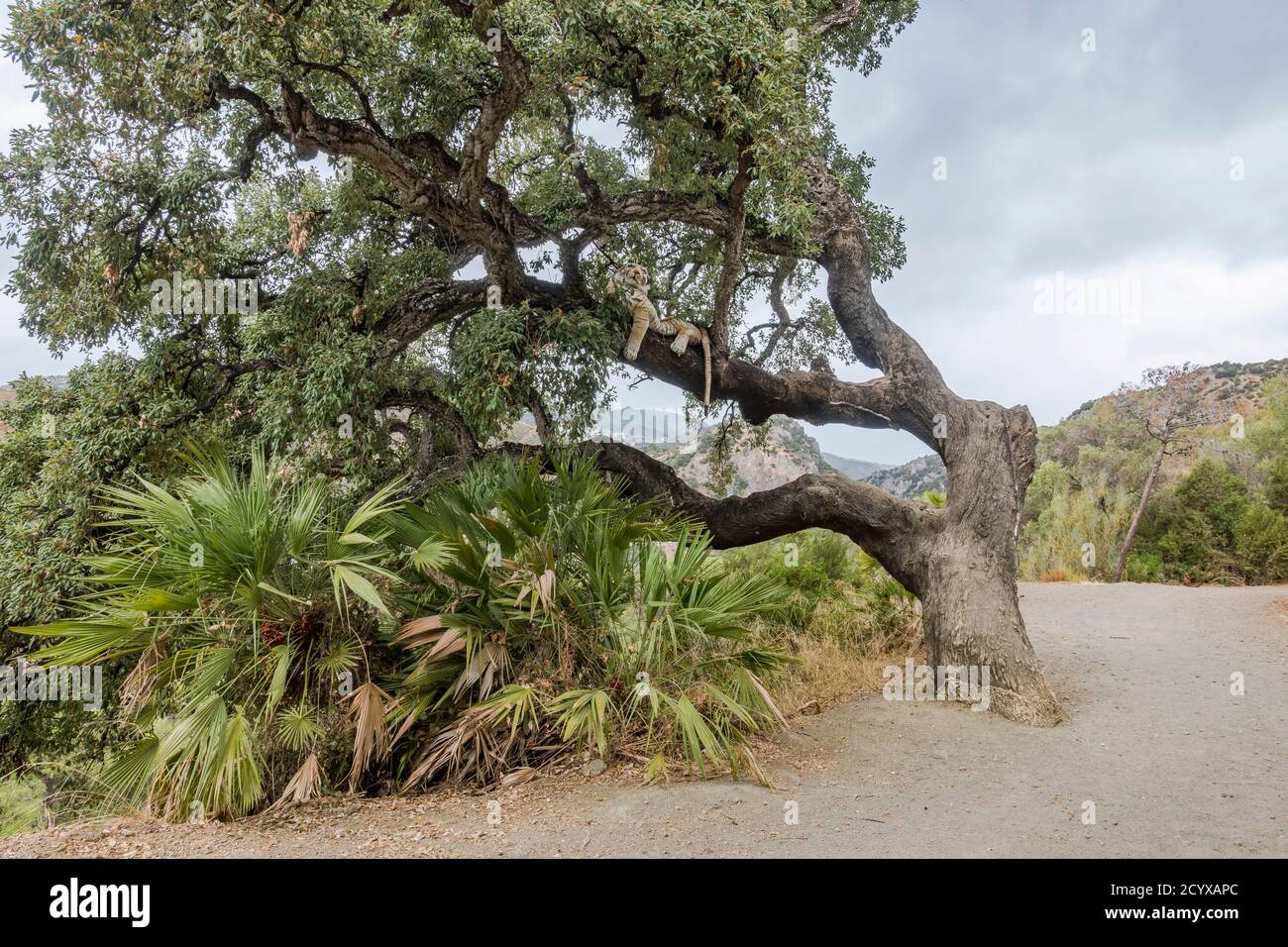Lion in oak tree hi-res stock photography and images - Alamy