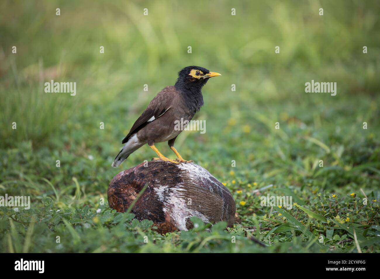 Common Myna Bird; Acridotheres tristis; Seychelles Stock Photo - Alamy