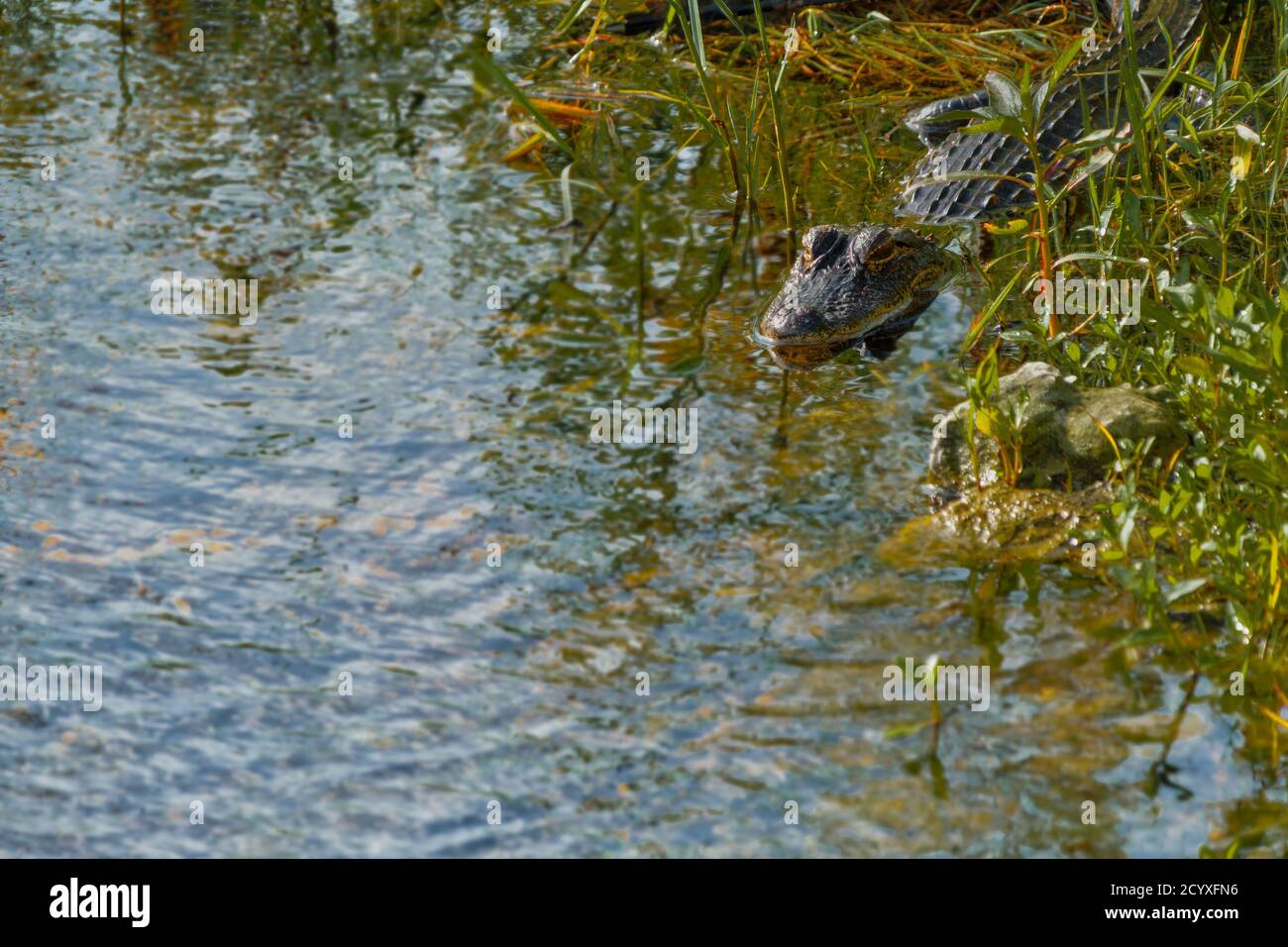 Baby alligator at Circle B Bar Reserve near Lakeland, Florida Stock ...