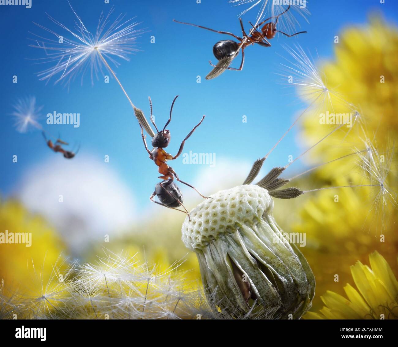 Pharaoh ant hi-res stock photography and images - Alamy
