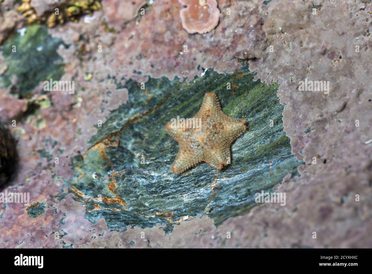 Starfish culcita hi-res stock photography and images - Alamy