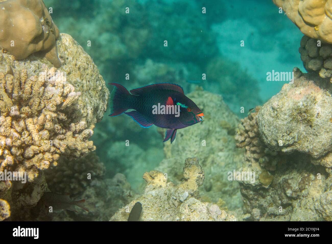 Parrotfish underwater hi-res stock photography and images - Alamy