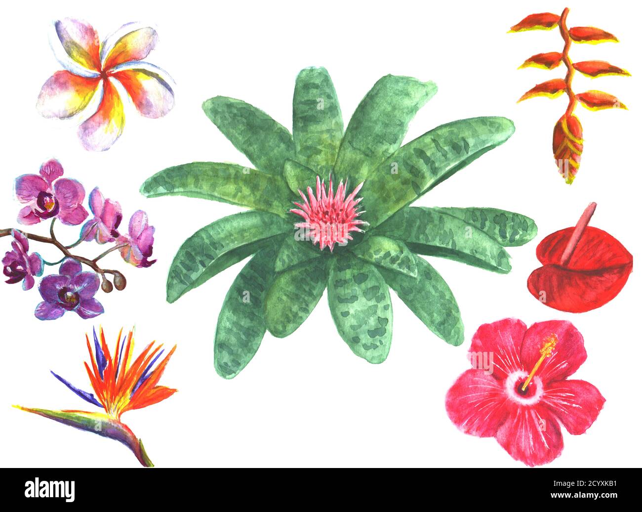 Bright tropical exotic flowers isolated on white background. Watercolor ...