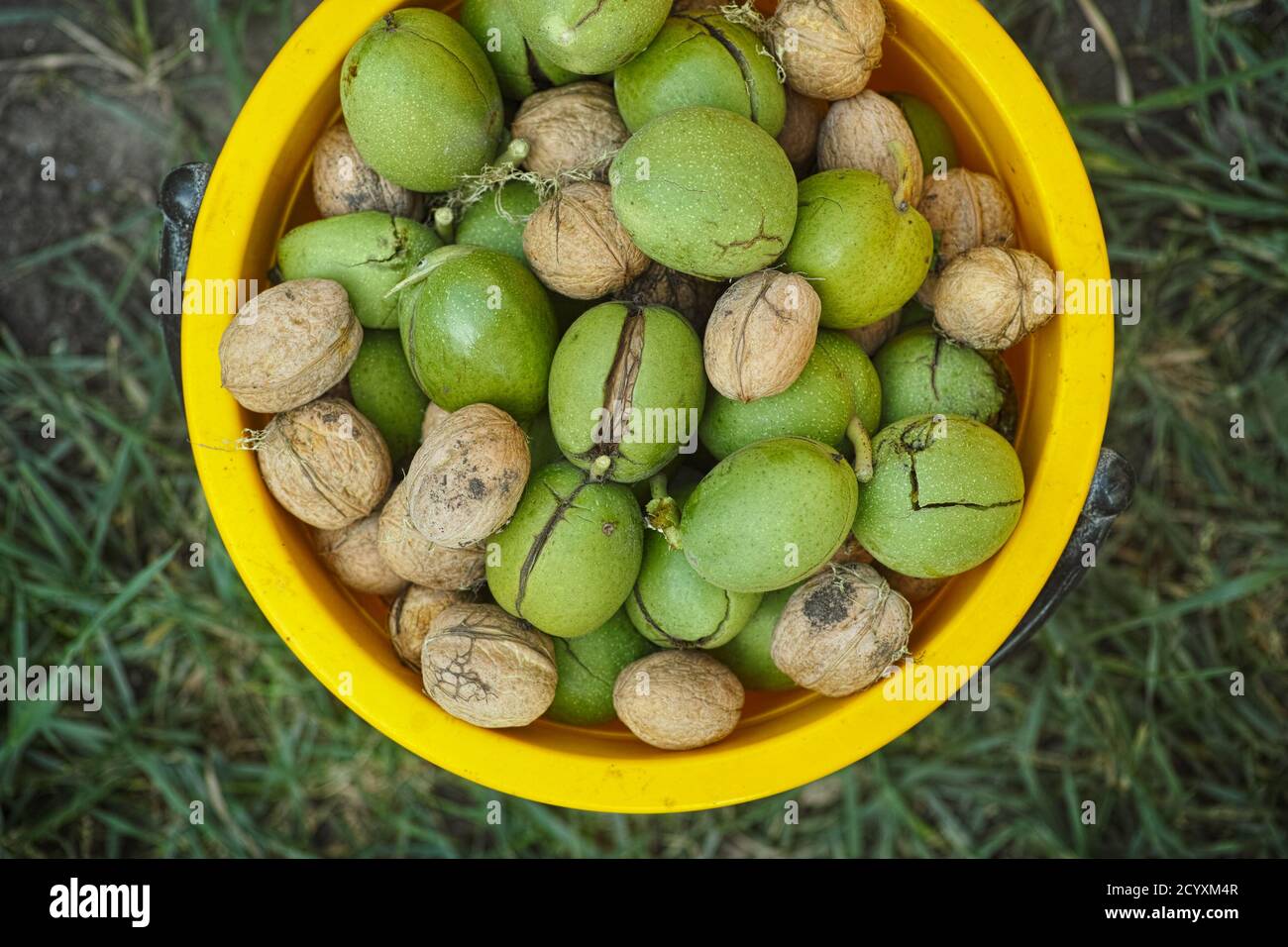 Walnut In Husk High Resolution Stock Photography and Images - Alamy