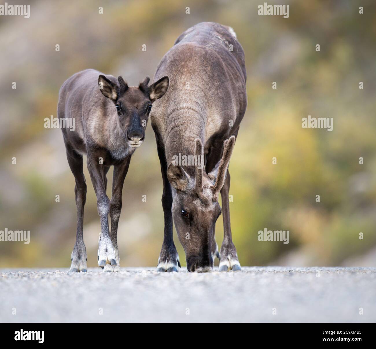 Caribou in the wild Stock Photo - Alamy