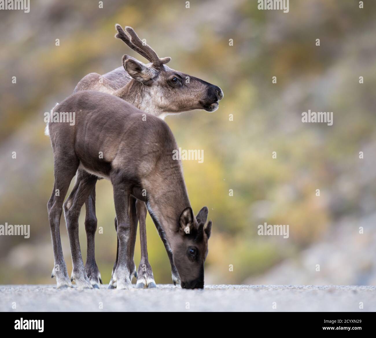 Caribou in the wild Stock Photo - Alamy