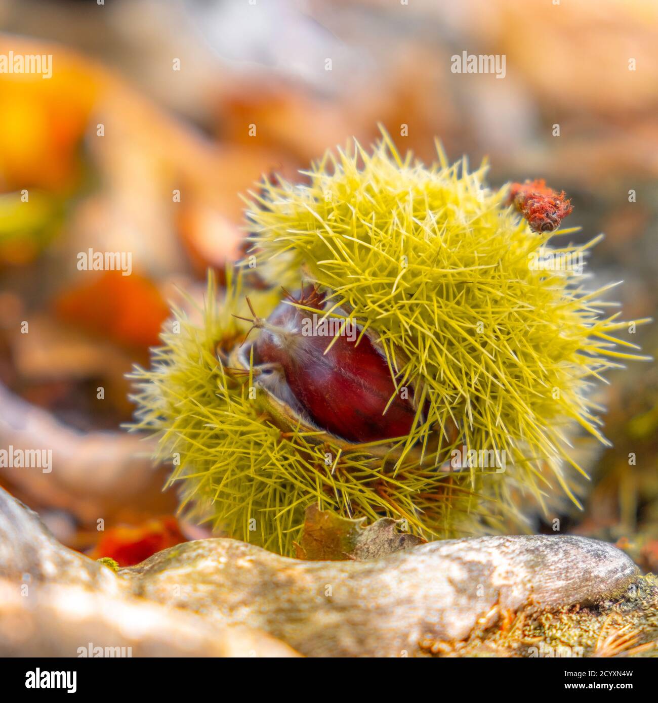 chestnuts shell close up squared background - harvesting chestnut in ...
