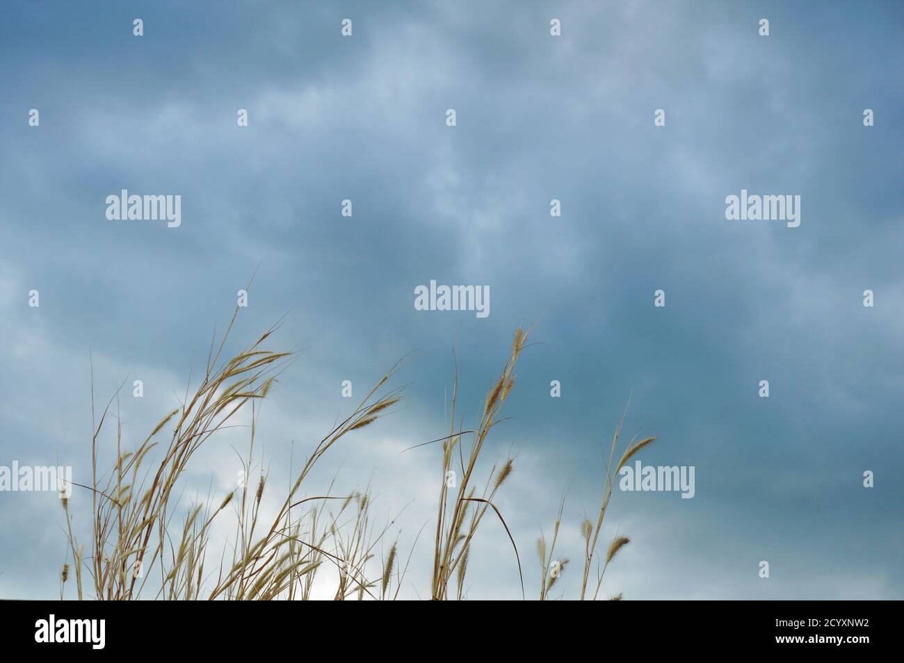 grass flowering blowing from wind in dark rain cloud background Stock ...