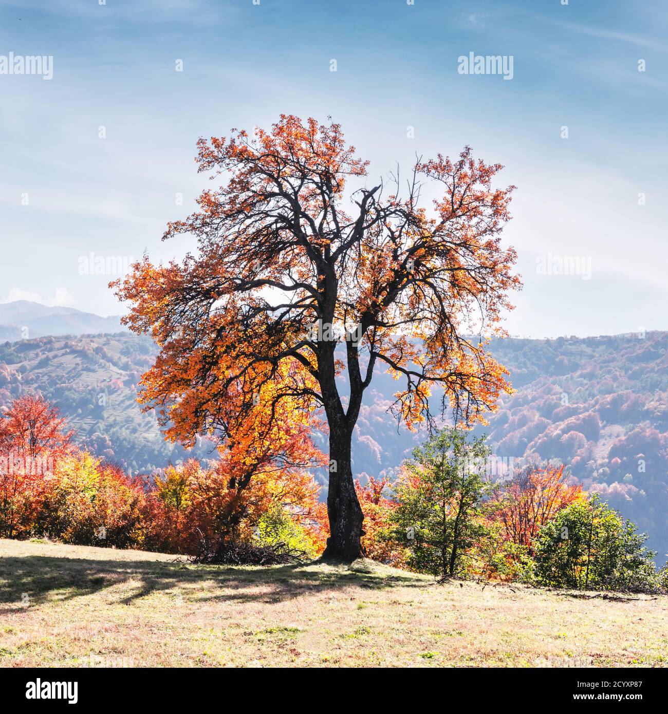 Majestic tree with orange leaves at autumn mountain valley. Dramatic ...