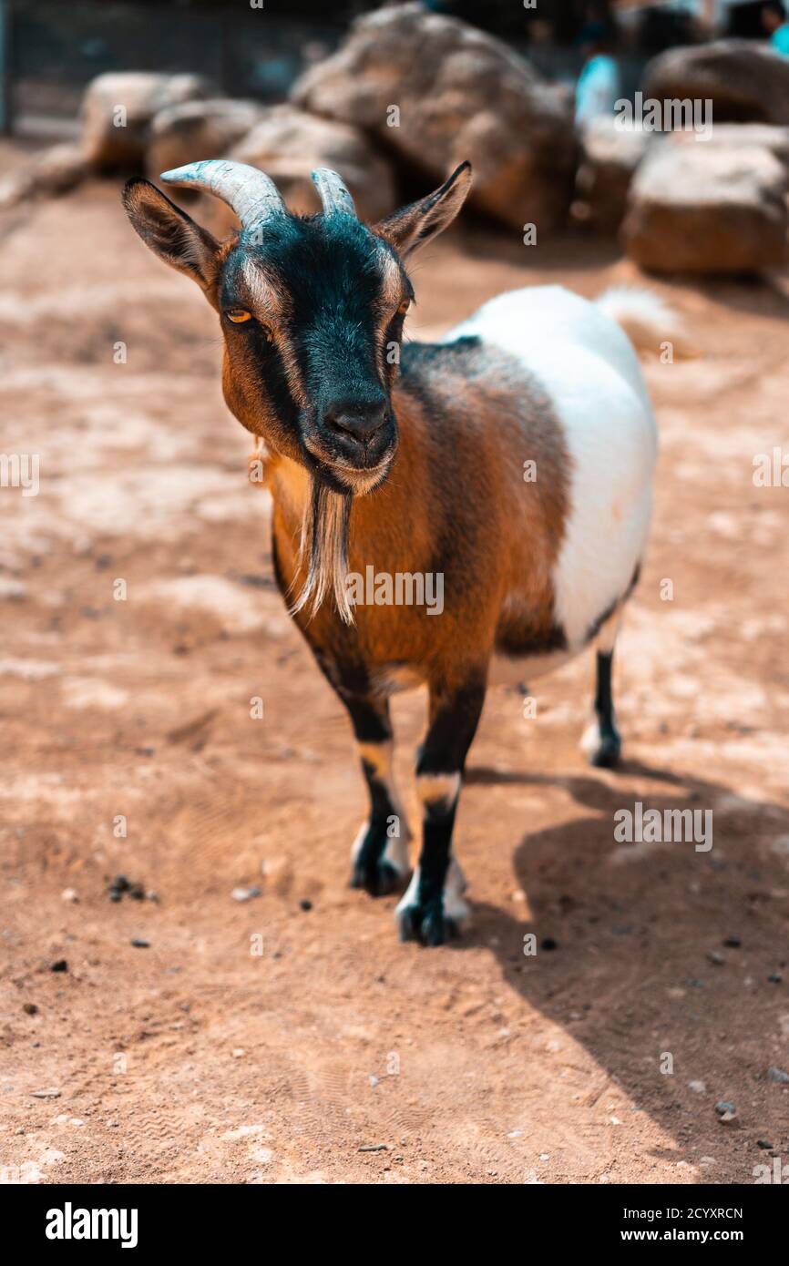 Vertical closeup shot of a baby goat with small horns and beard Stock ...