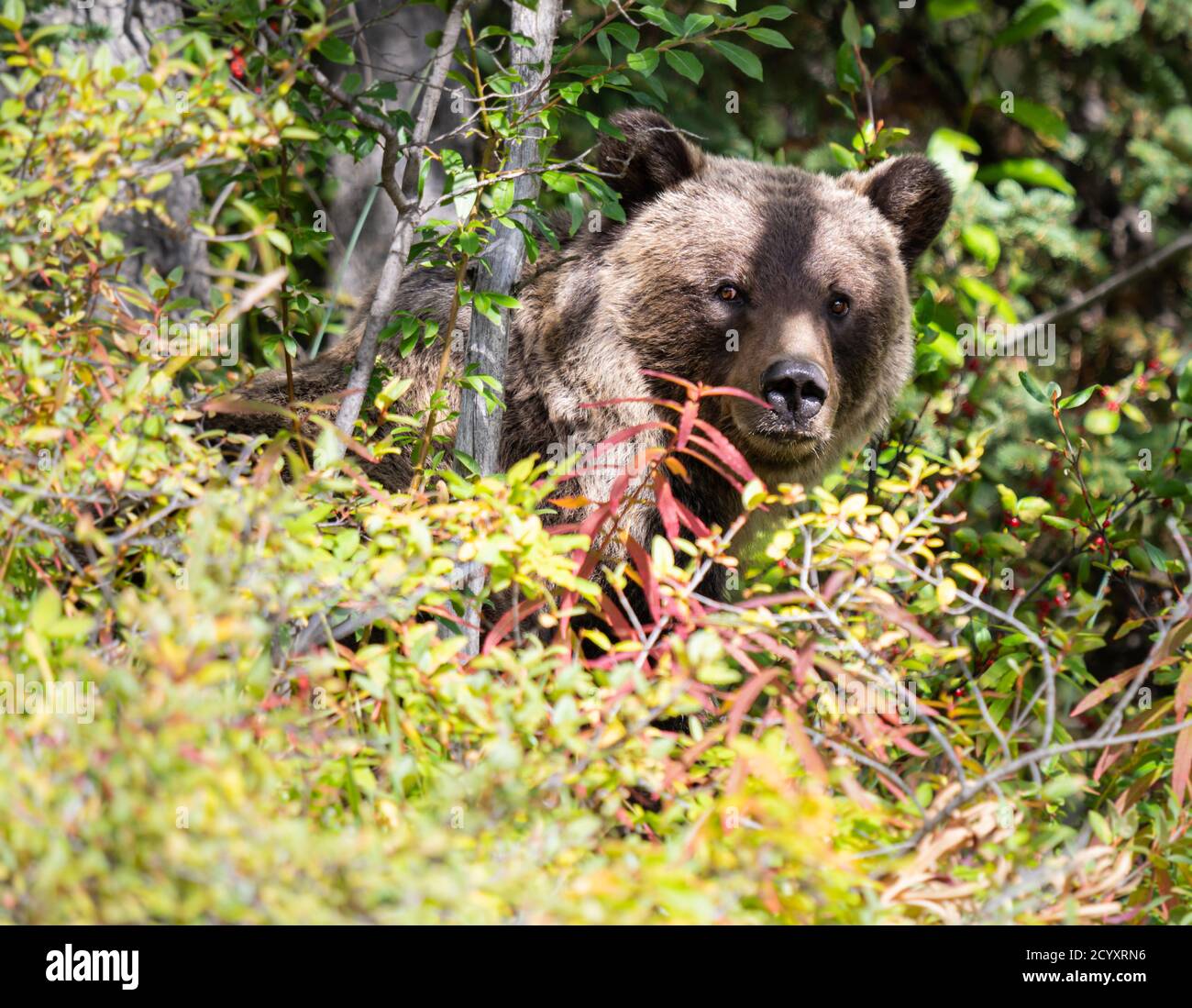 Grizzly bear in the wild Stock Photo - Alamy