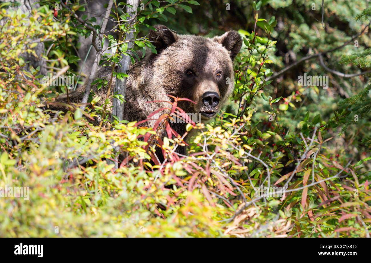 Grizzly bear in the wild Stock Photo - Alamy