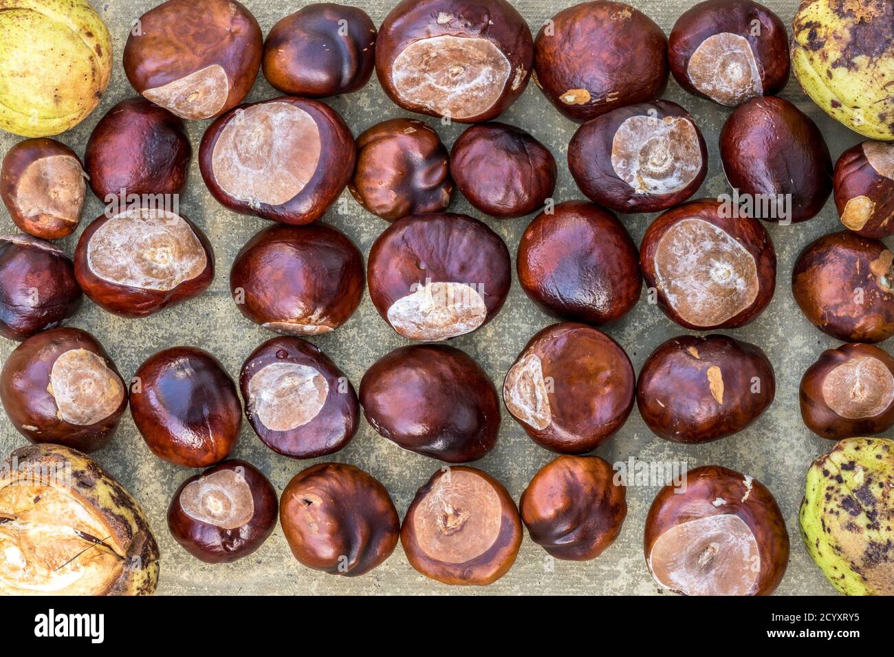 Pattern of Aesculus Hippocastanum seed Stock Photo - Alamy