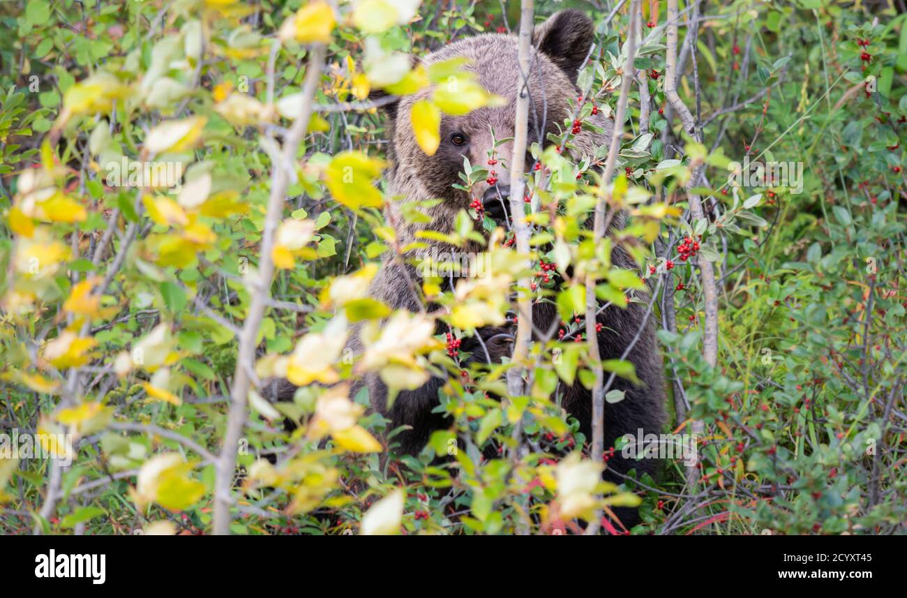 Grizzly bear in the wild Stock Photo - Alamy