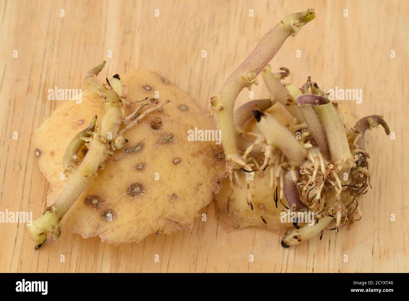 Potato shoots cut hi-res stock photography and images - Alamy