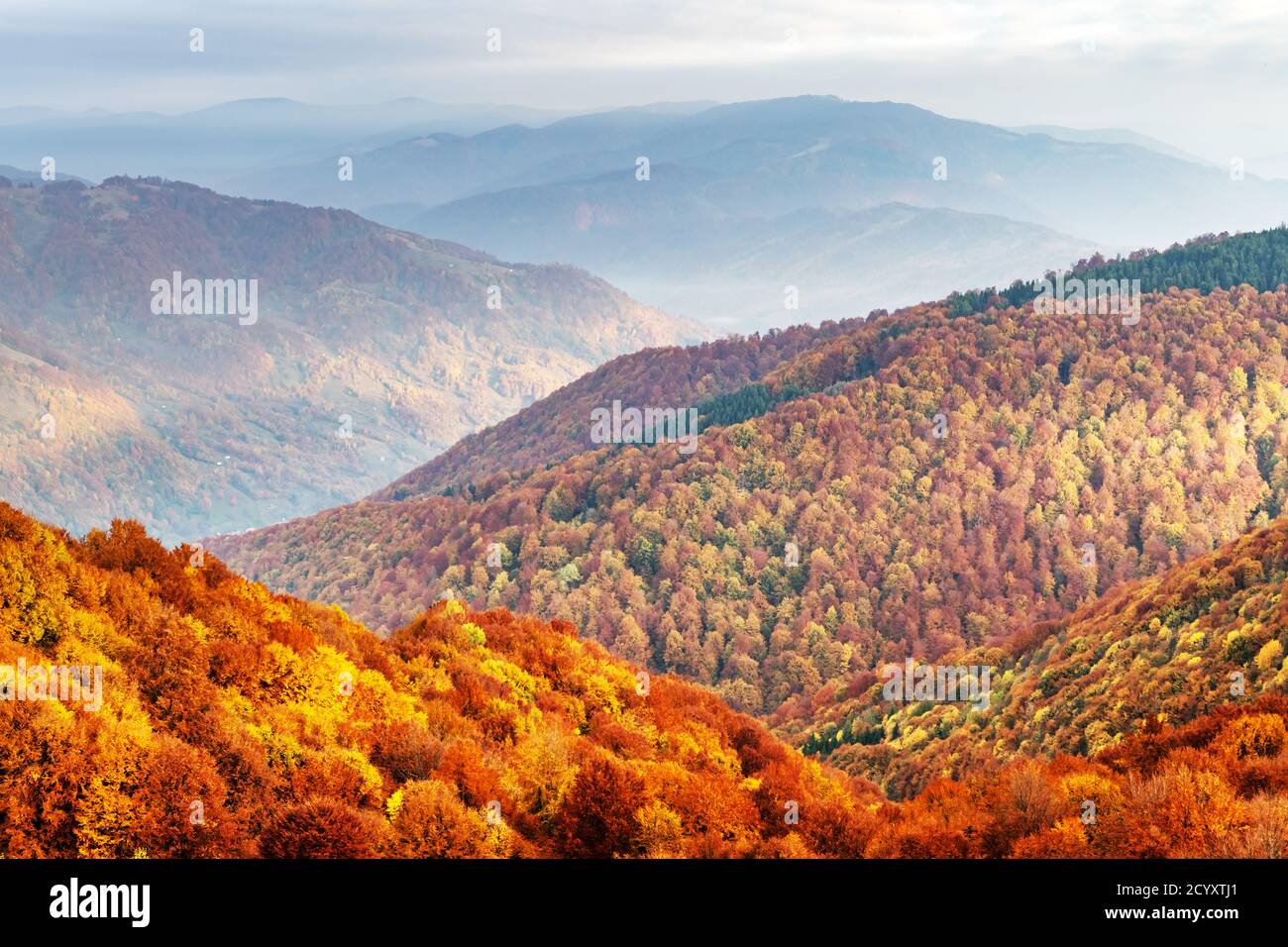 Picturesque autumn mountains with red beech forest in the Carpathian ...