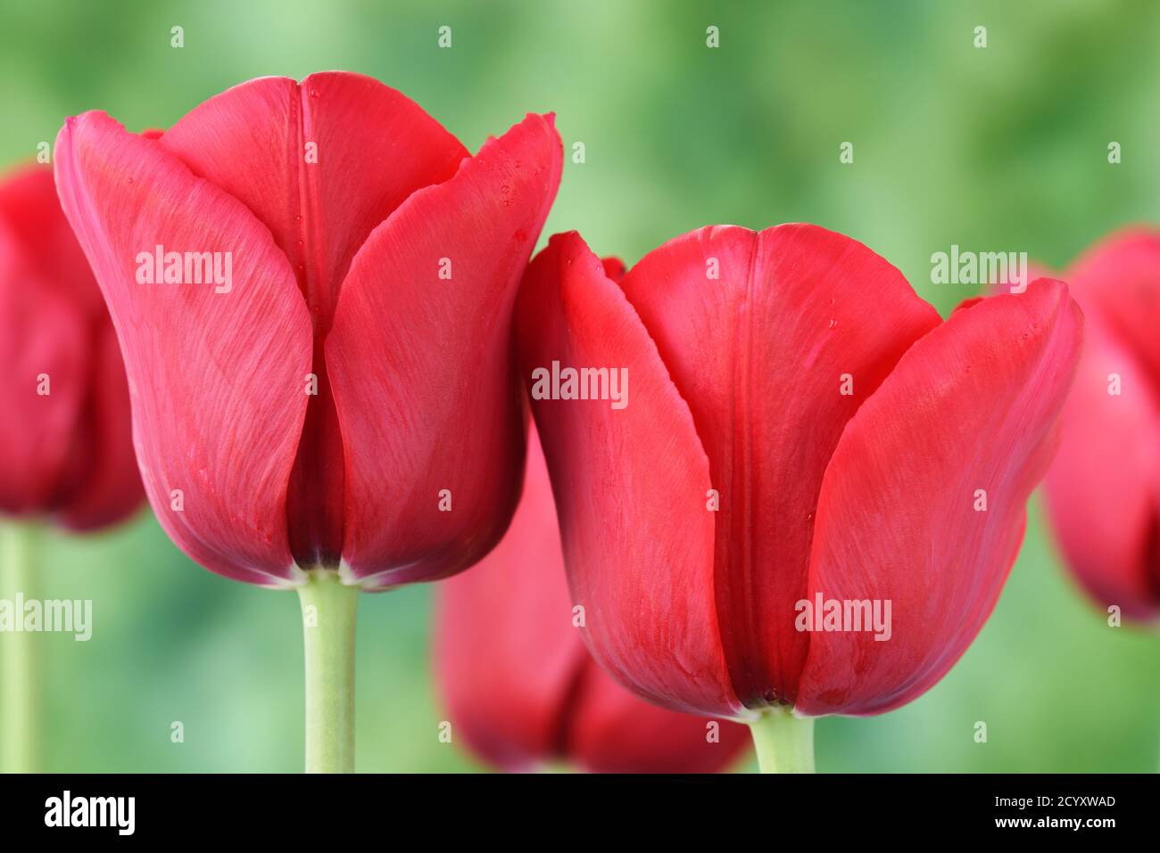 Red tulip tulipa Stock Photo - Alamy