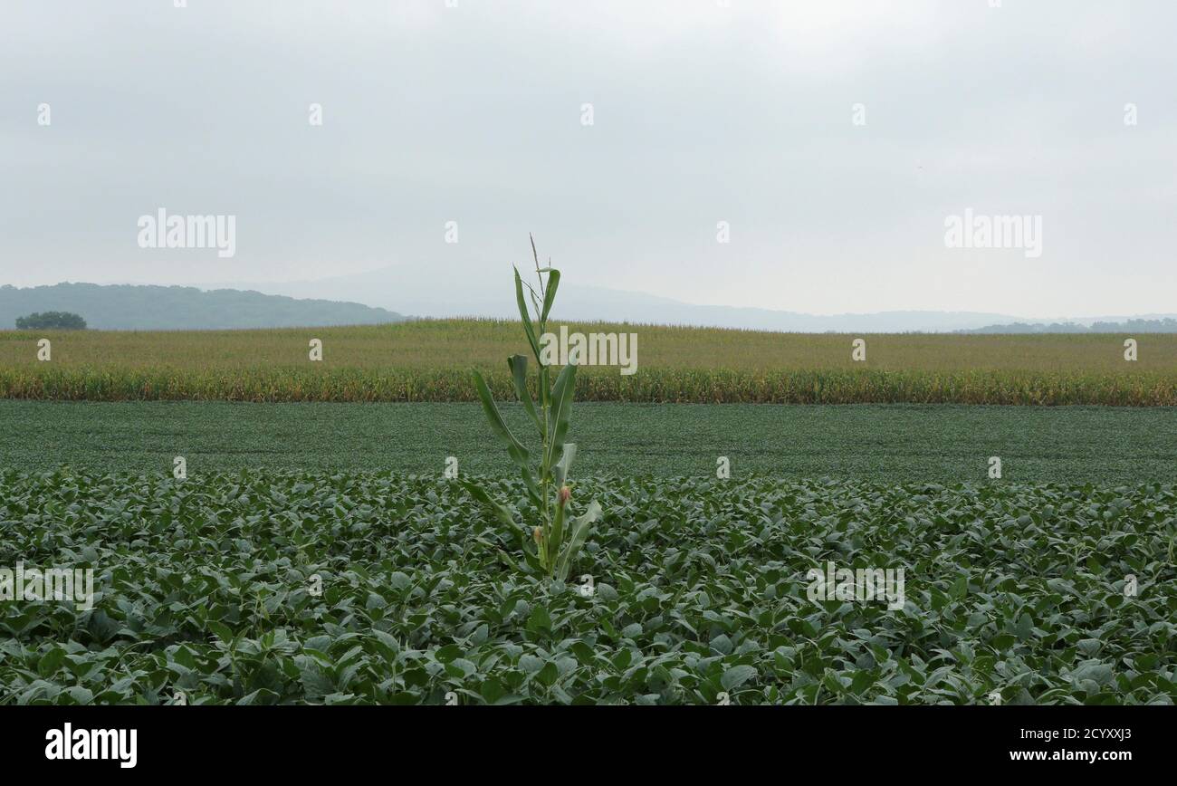 Soybean field stalk hi-res stock photography and images - Alamy