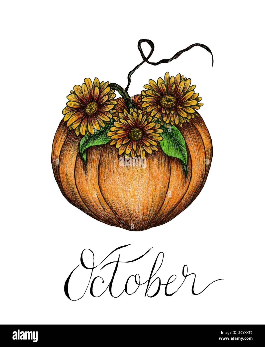 Line art drawing pumpkin Cut Out Stock Images & Pictures - Alamy