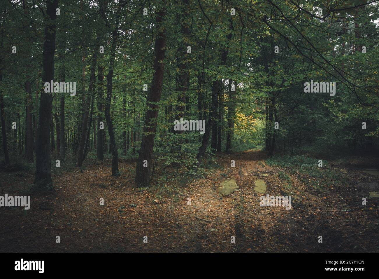 Path through a dark and wet forest Stock Photo - Alamy