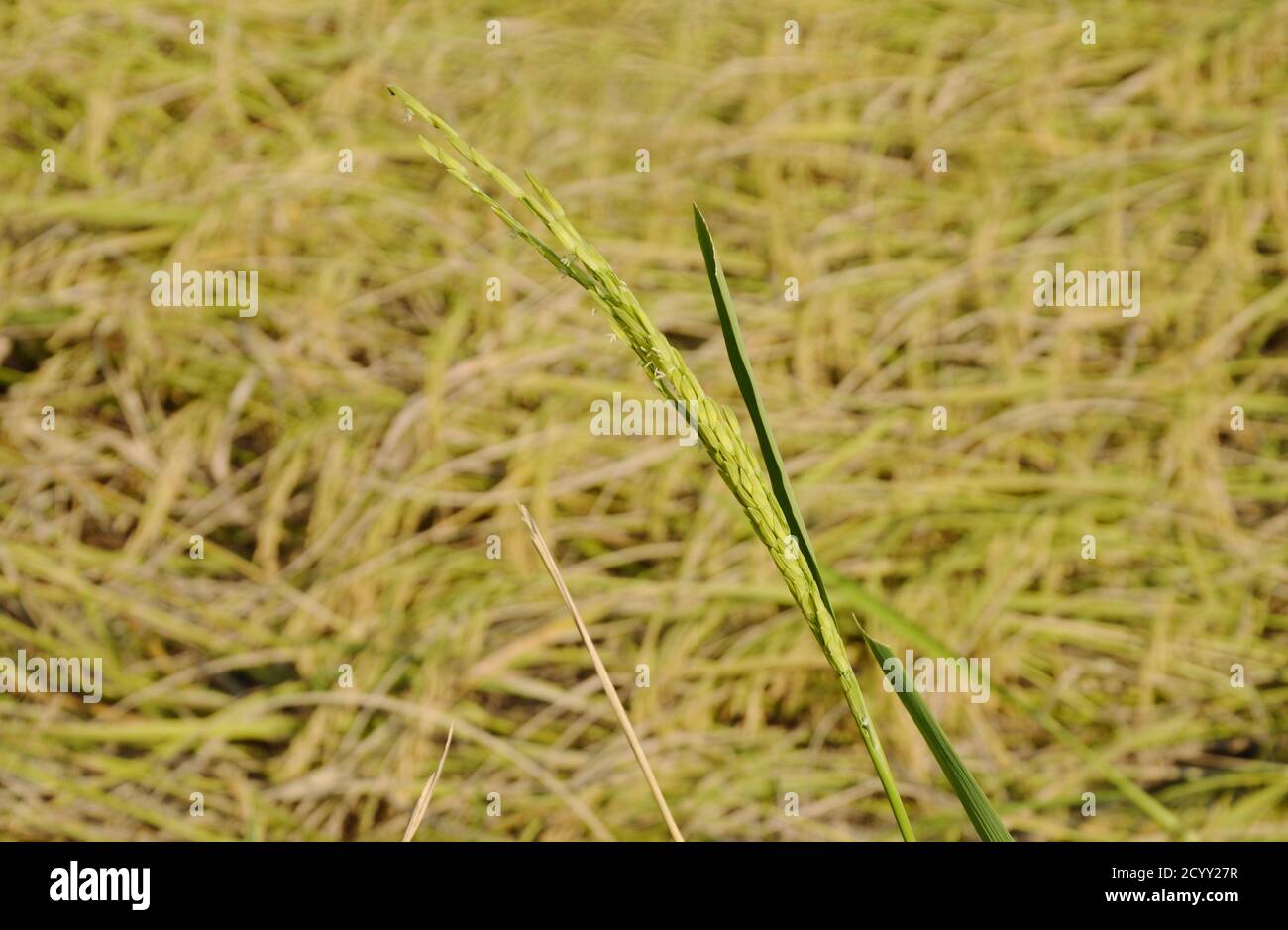 Rice plant food chain hi-res stock photography and images - Alamy
