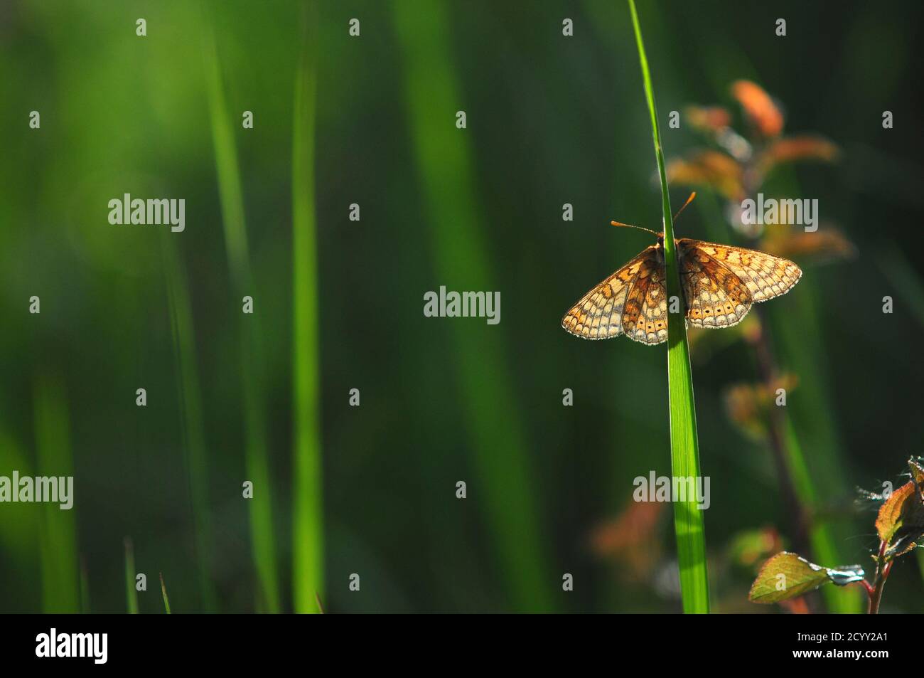 Marsh fritillary butterfly at rest Stock Photo - Alamy