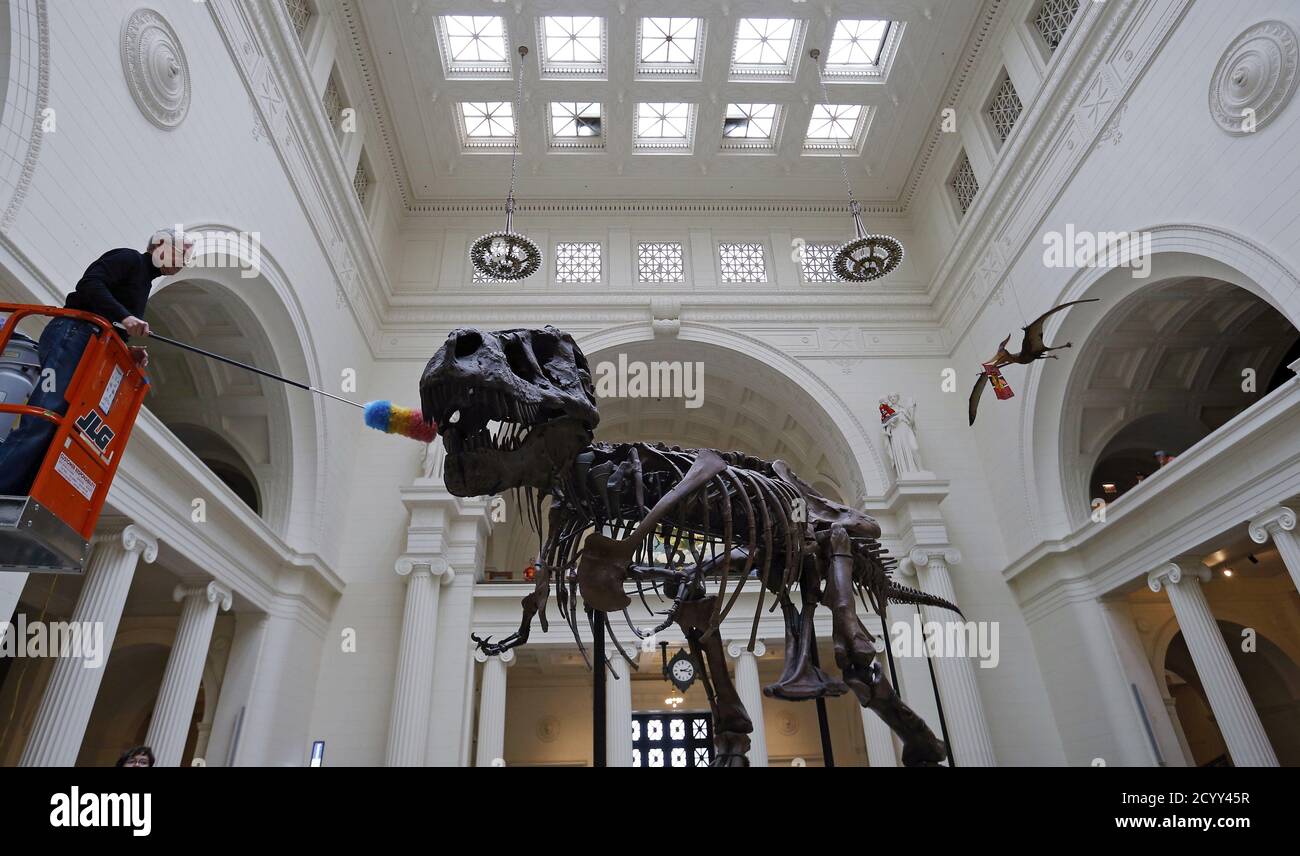 Field Museum Chicago Sue High Resolution Stock Photography and Images ...