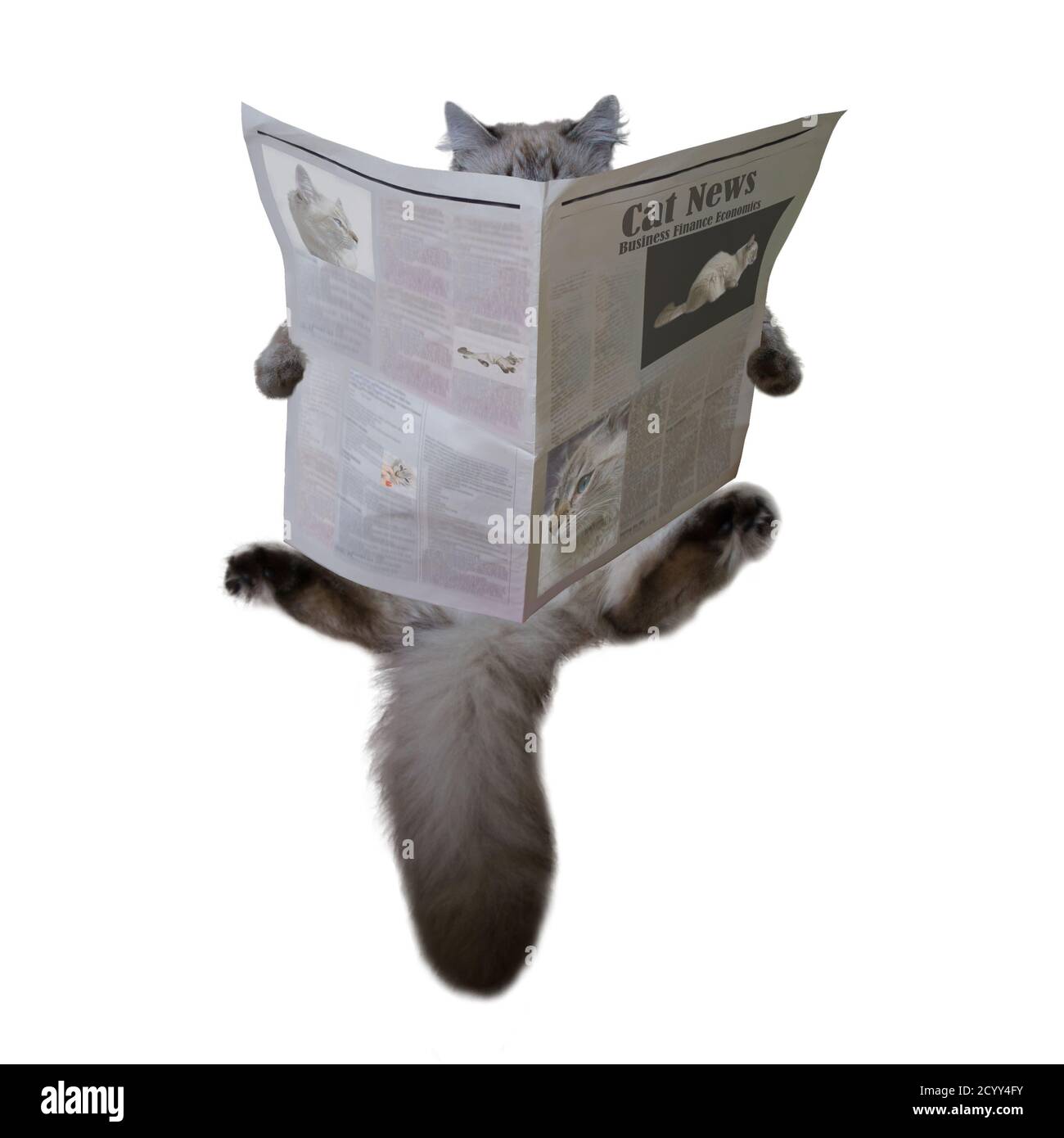 The cat is sitting and reading the newspaper. Front view. Isolated on ...