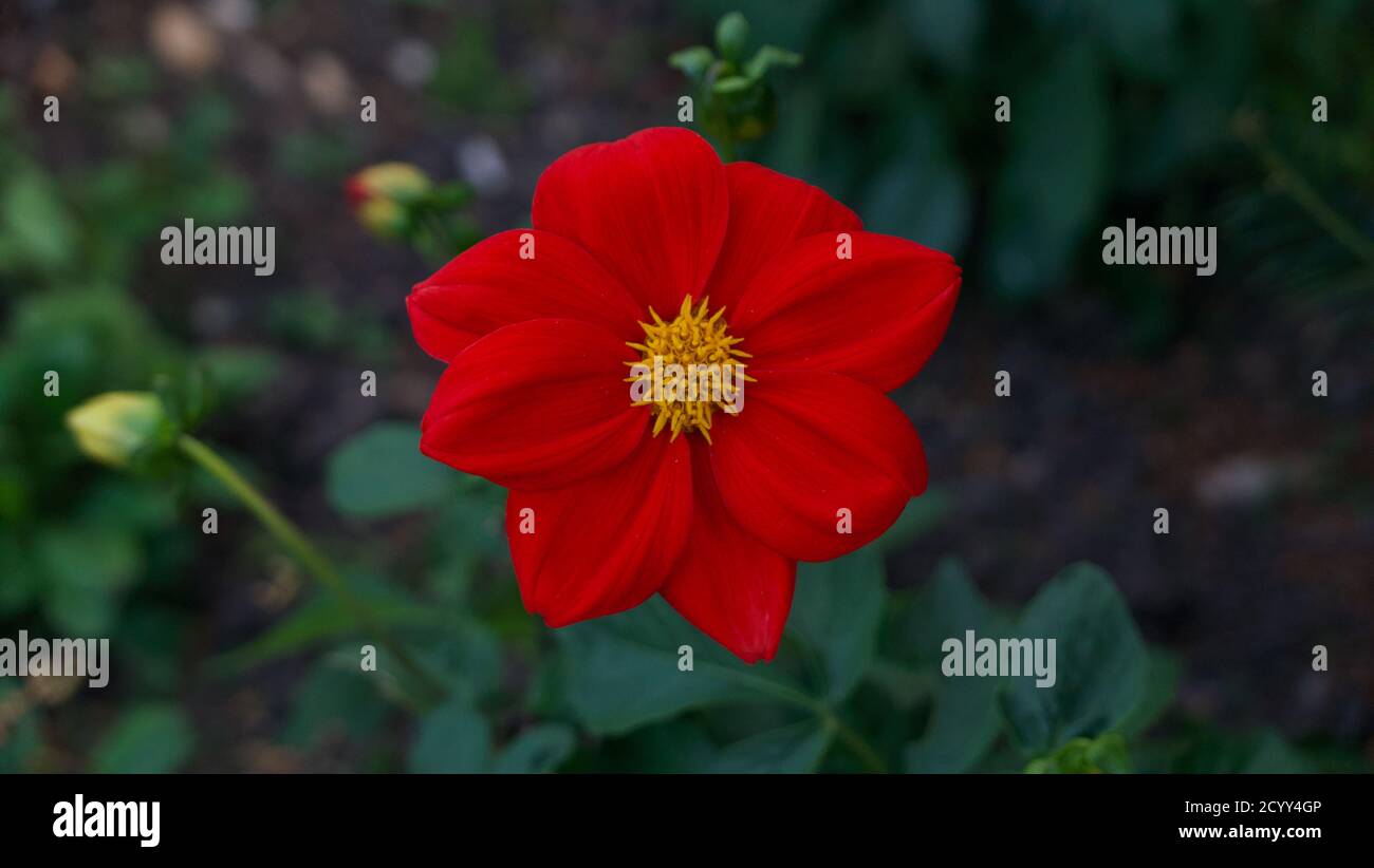 Single red flower hi-res stock photography and images - Alamy