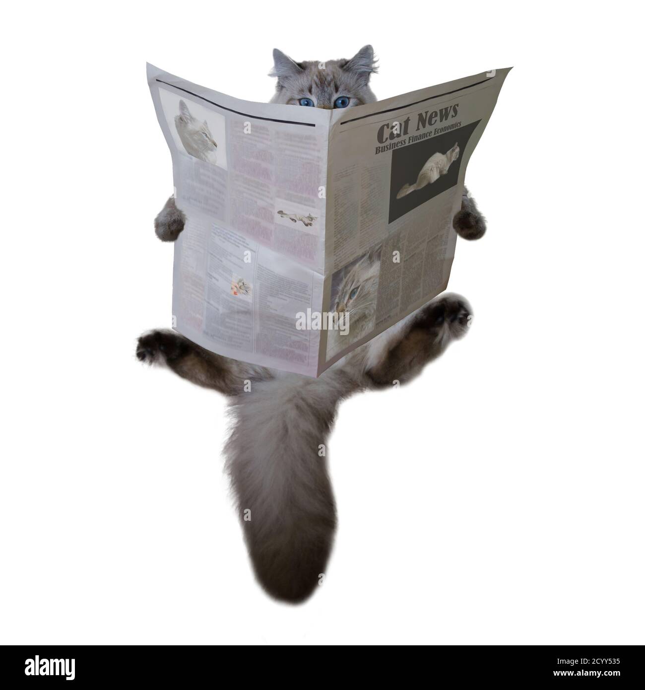 Funny cat is sitting and reading the newspaper. Front view. Isolated on ...
