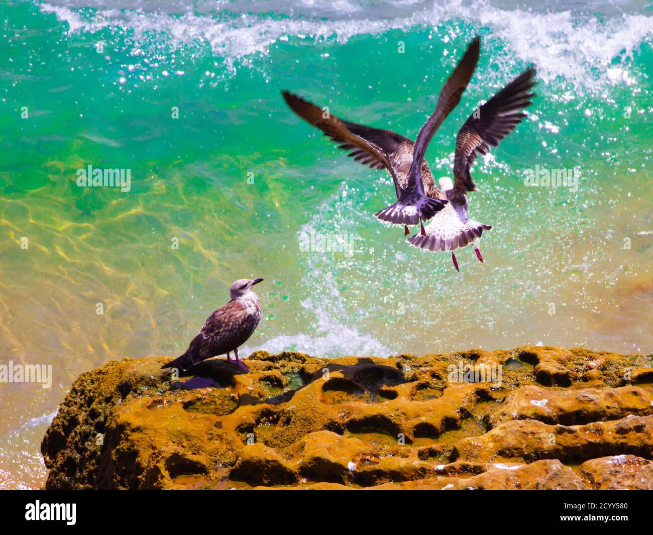 Two seagull on the rocks hi-res stock photography and images - Alamy