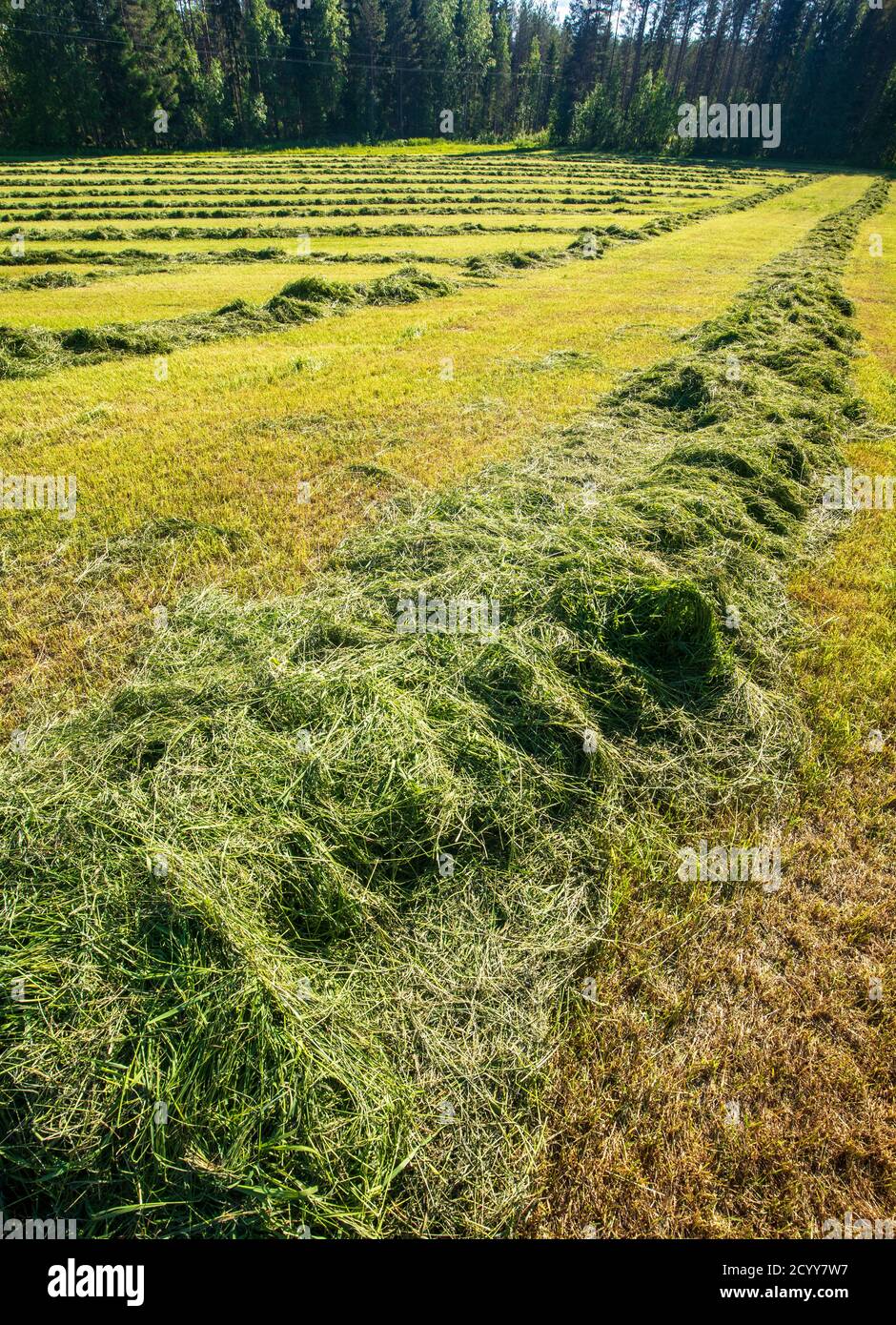 Recently cut hay for cattle feed is drying outside at the field and ...