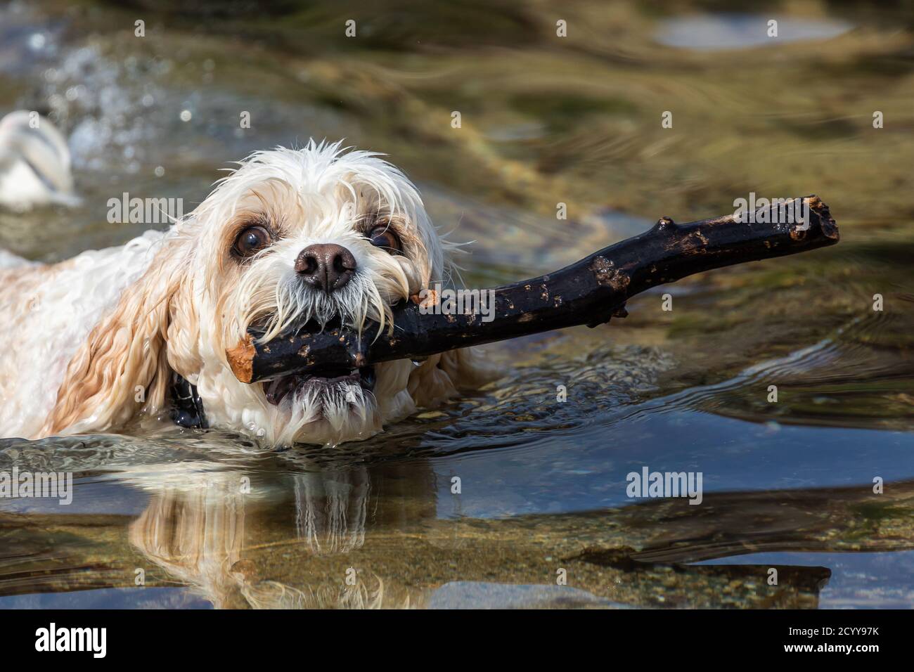 Dog with stick Stock Photo - Alamy