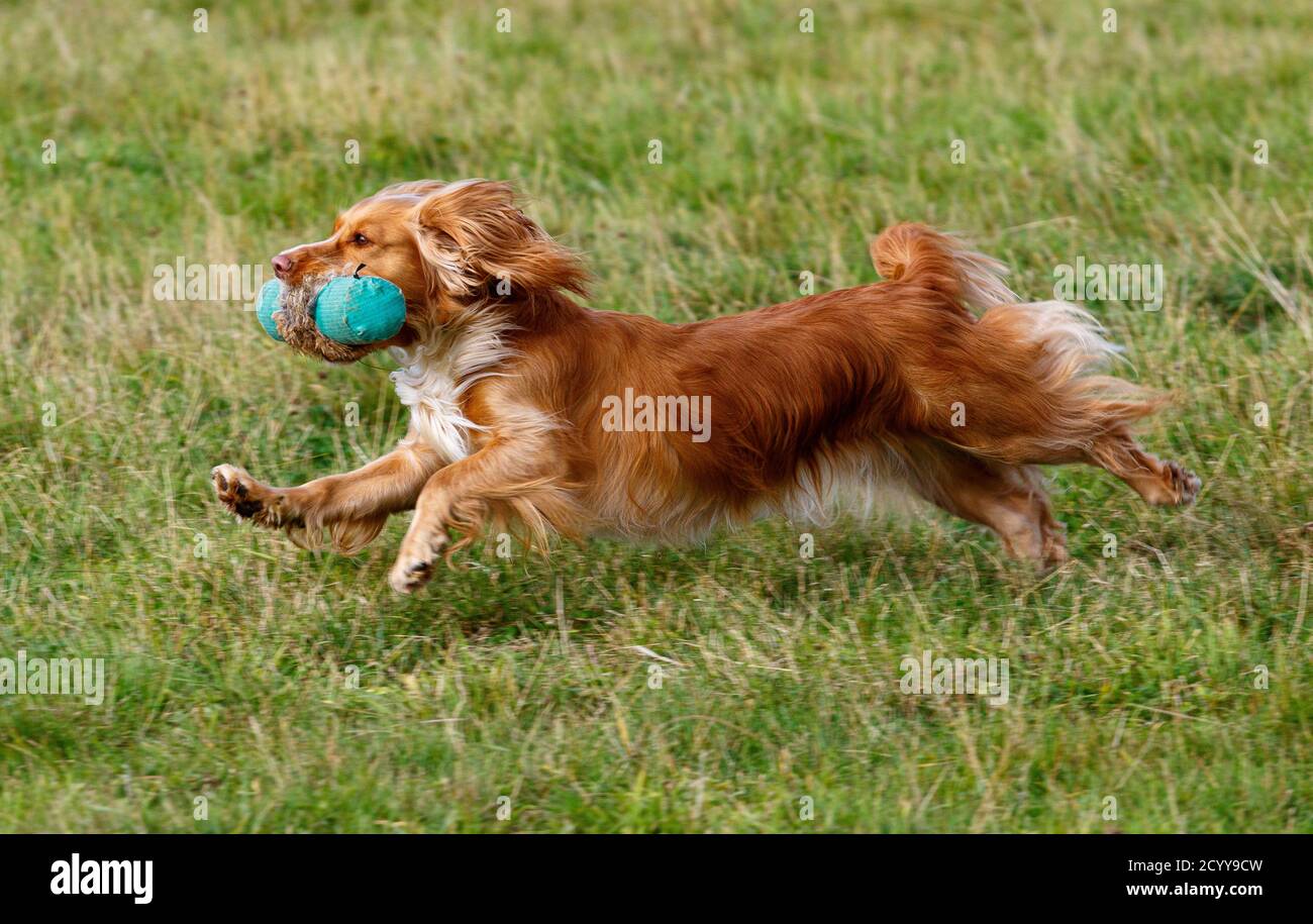 Working Springer and Cocker Spaniels gun dog training session ...