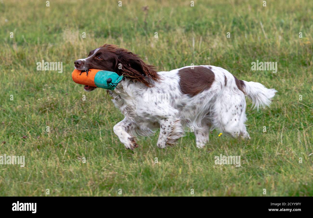 Working Springer and Cocker Spaniels gun dog training session ...