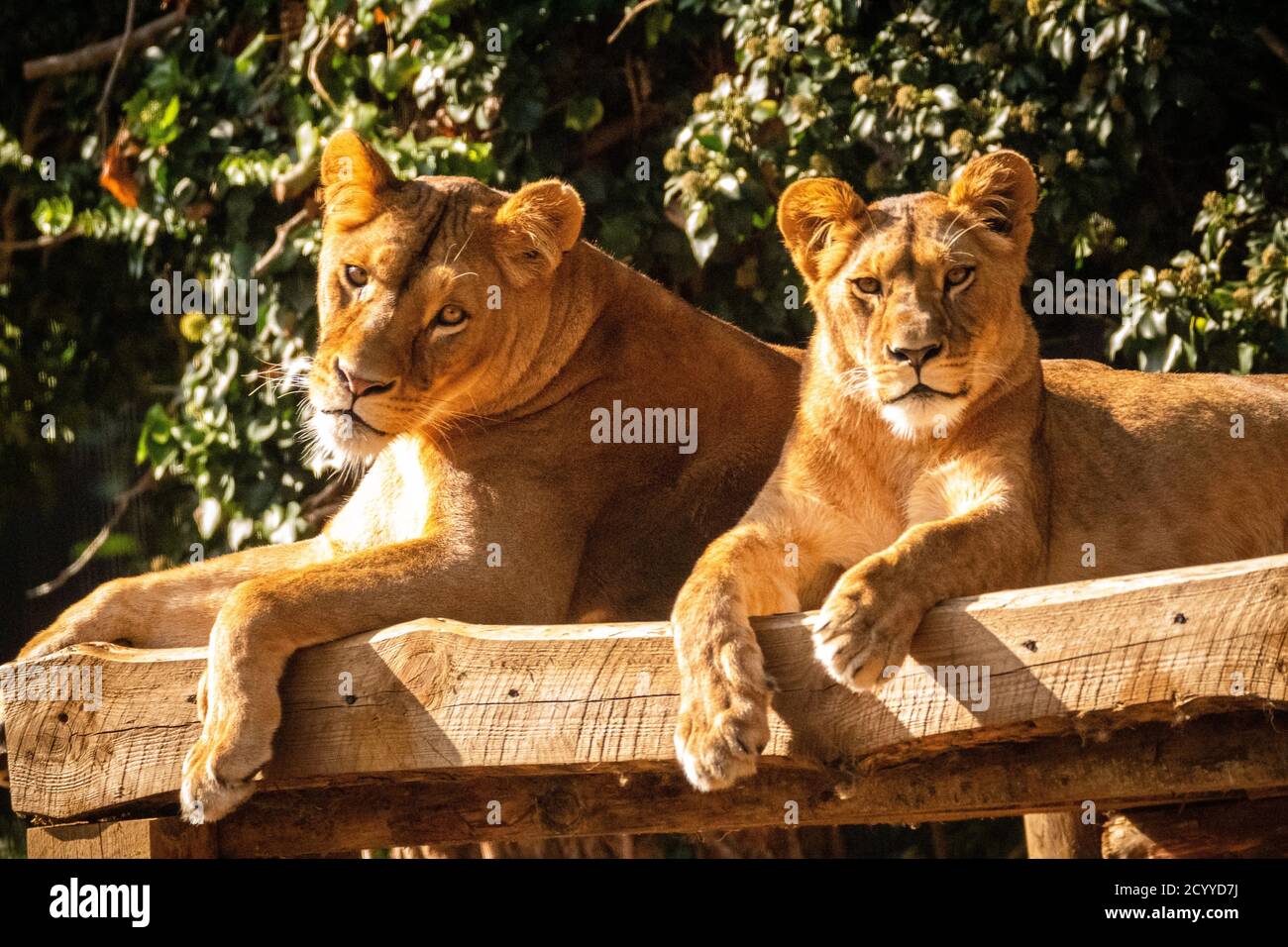 Zoo breeding programme hi-res stock photography and images - Alamy