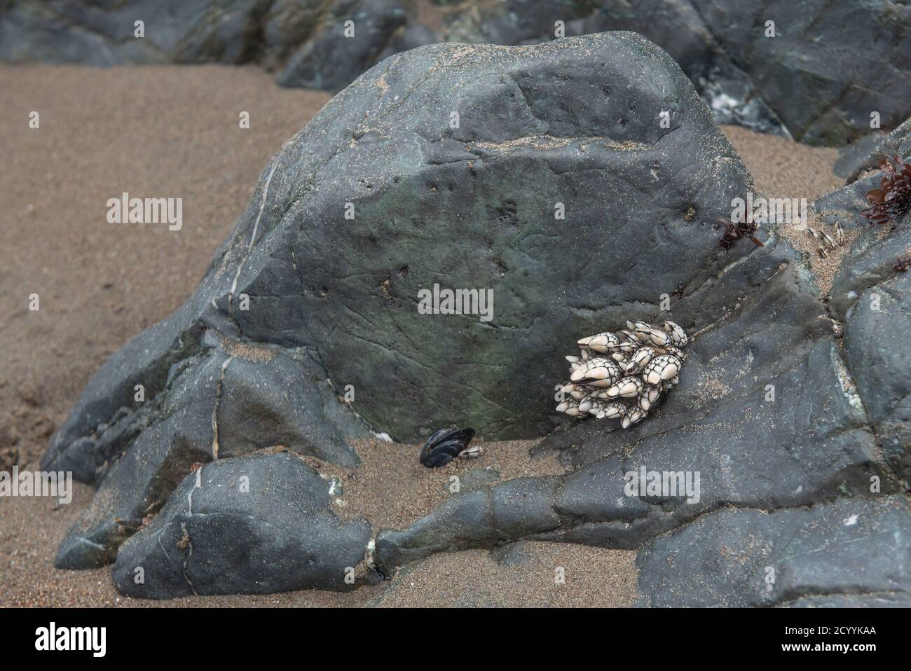 Gooseneck barnacles pedunculata hi-res stock photography and images - Alamy