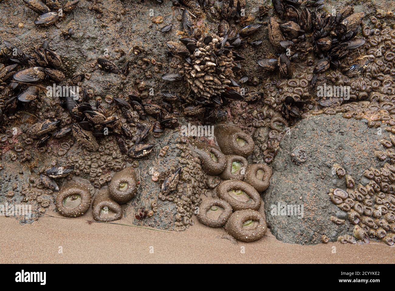Tide pool animals: anemone and barnacles in the Pacific Coast ...