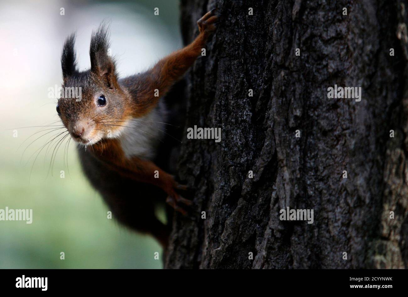 Squirrel in human environment hi-res stock photography and images - Alamy