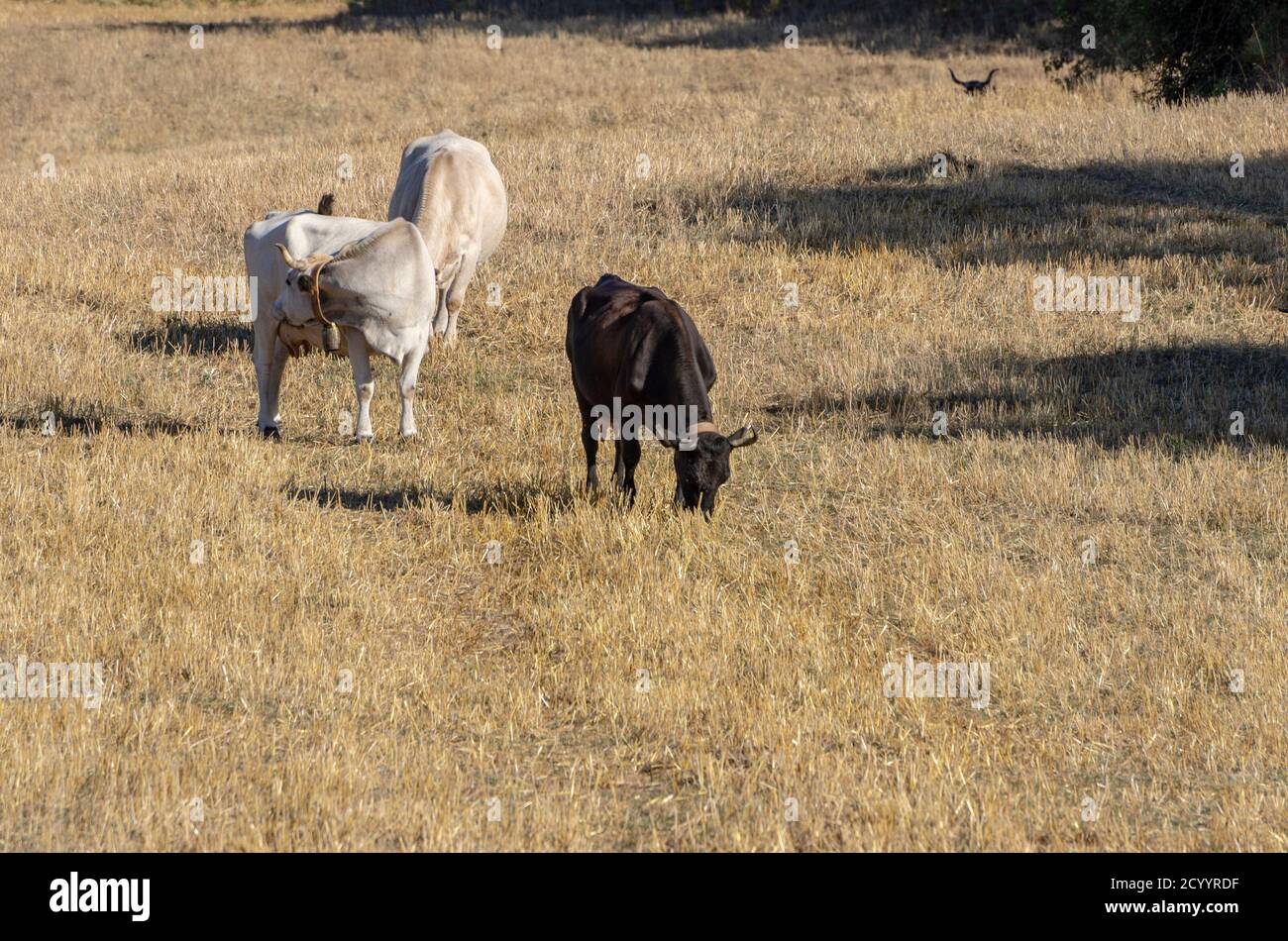 Grazing cows in the countryside Stock Photo - Alamy