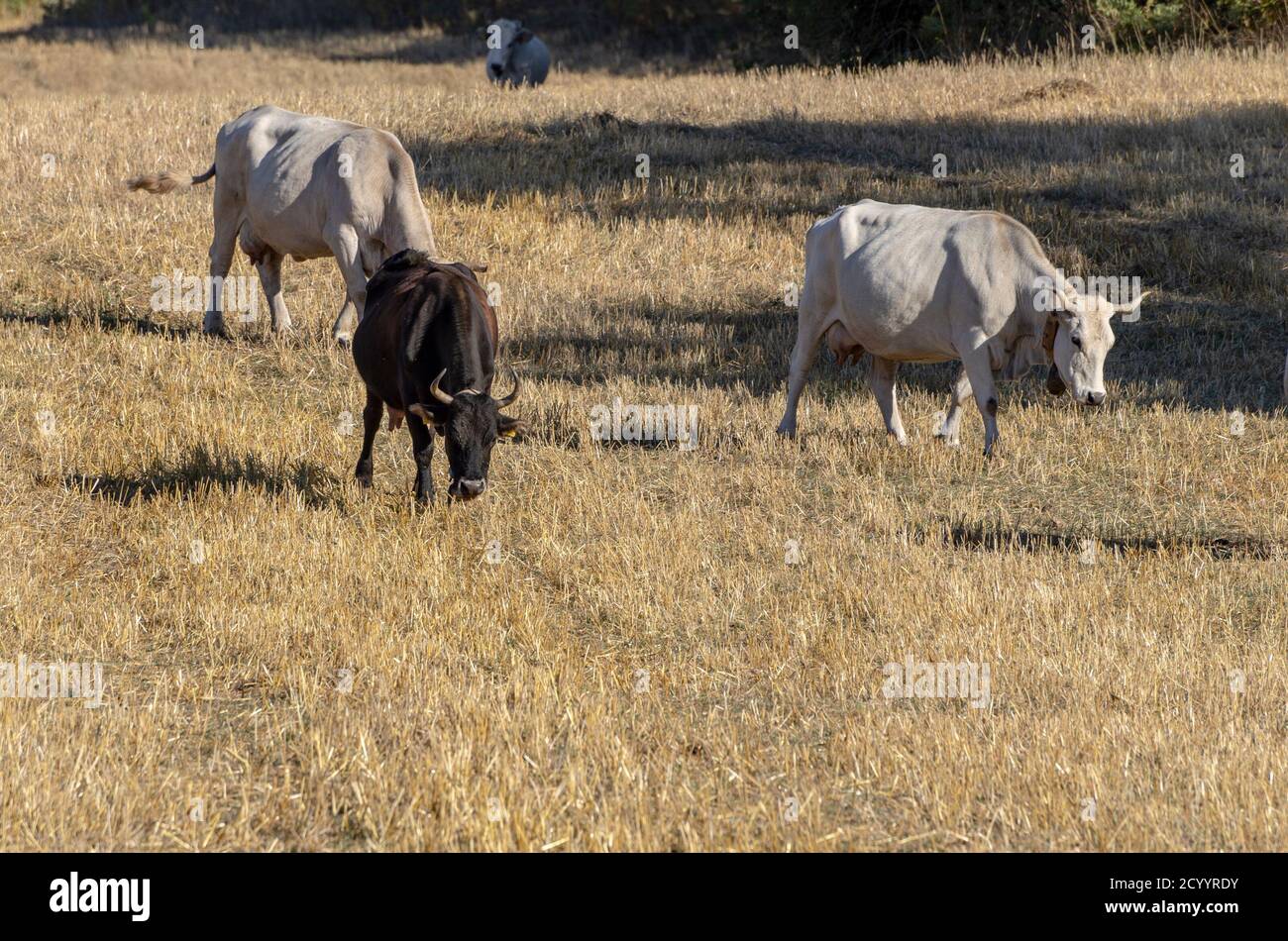 Grazing cows in the countryside Stock Photo - Alamy