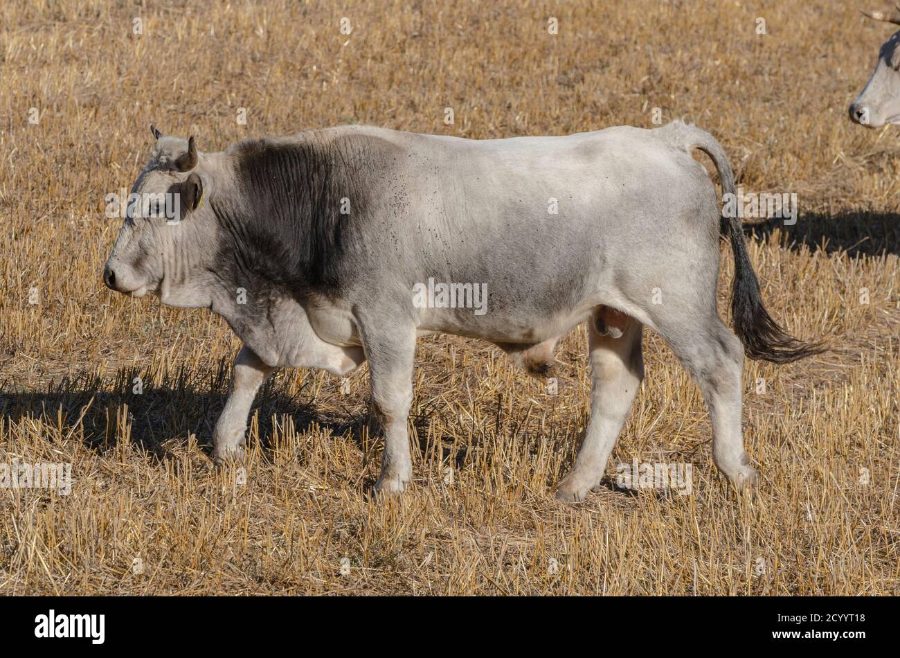Specimen of bull grazing in the countryside Stock Photo - Alamy